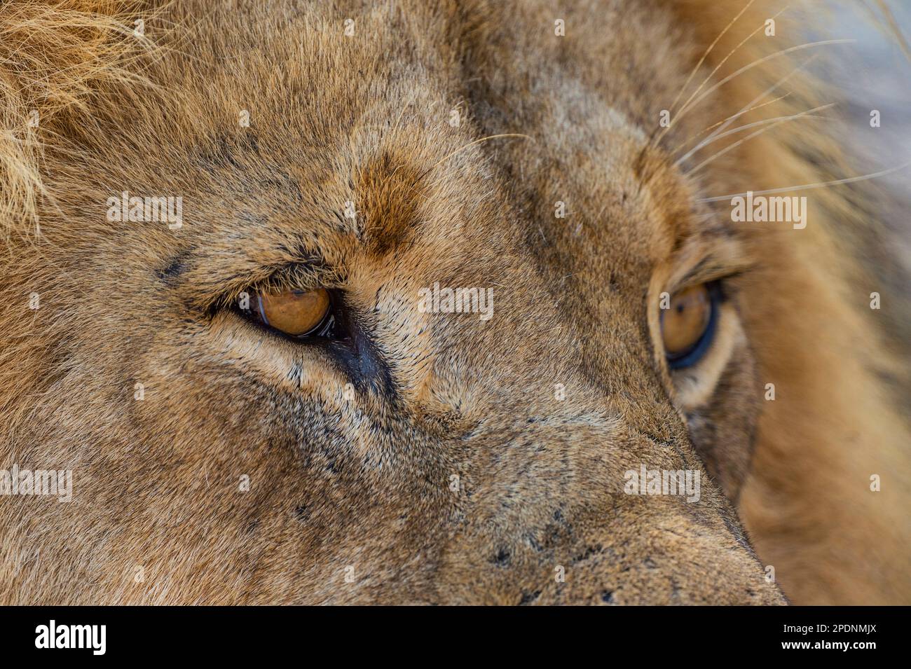 A close portrait of a large male Lion, Panthera Leo, eyes in hwange ...