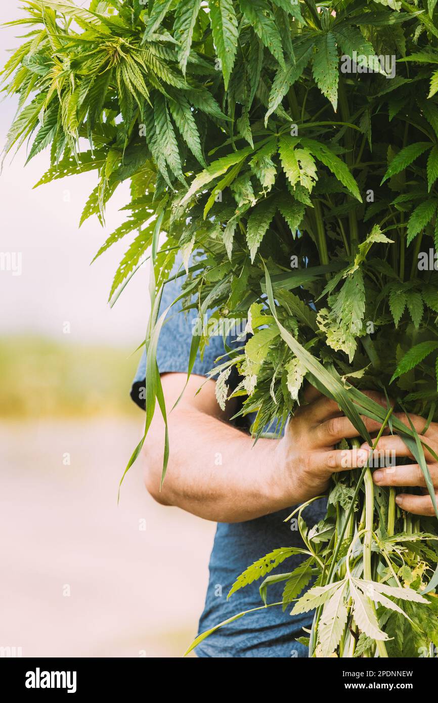 Man Holding Heap Bunch Legal Green Marijuana Cannabis Sprout In His ...