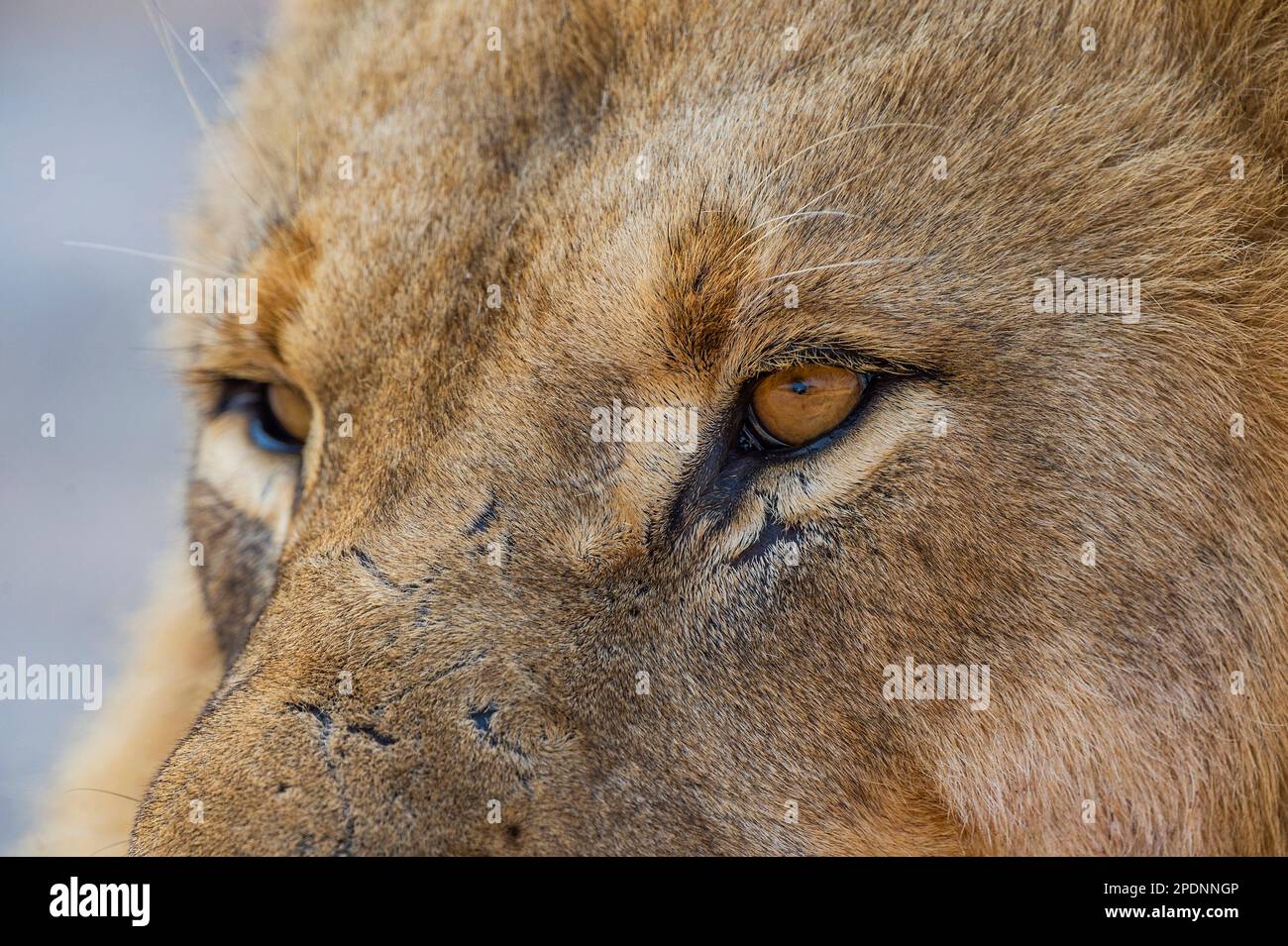 A close portrait of a large male Lion, Panthera Leo, eyes in hwange ...