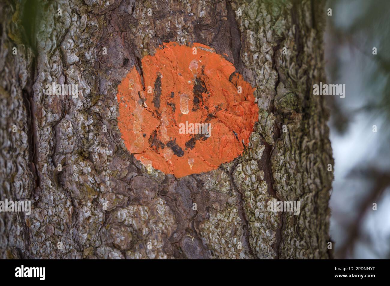 Orange trail marker with a smiley face on a pine tree, close up in ...