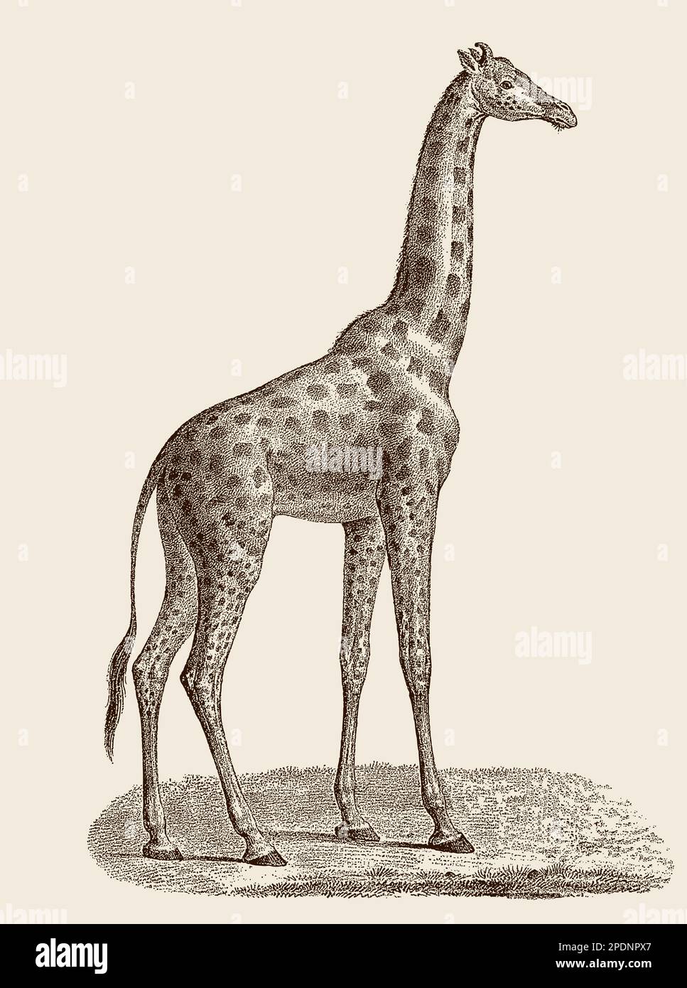Threatened giraffe in side view, after antique copperplate Stock Vector ...