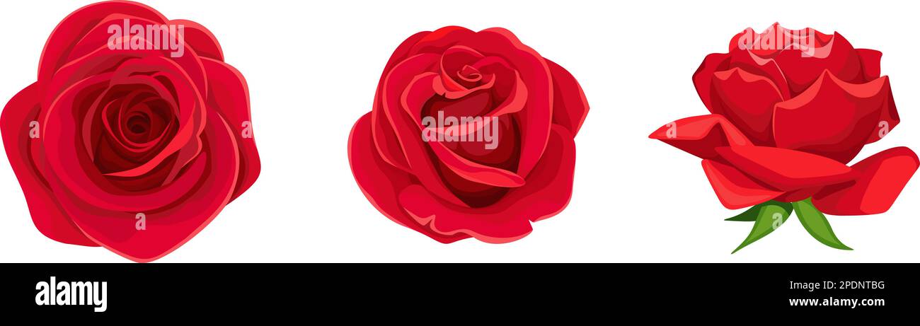 Roses. Set of three red rose flowers isolated on a white background ...