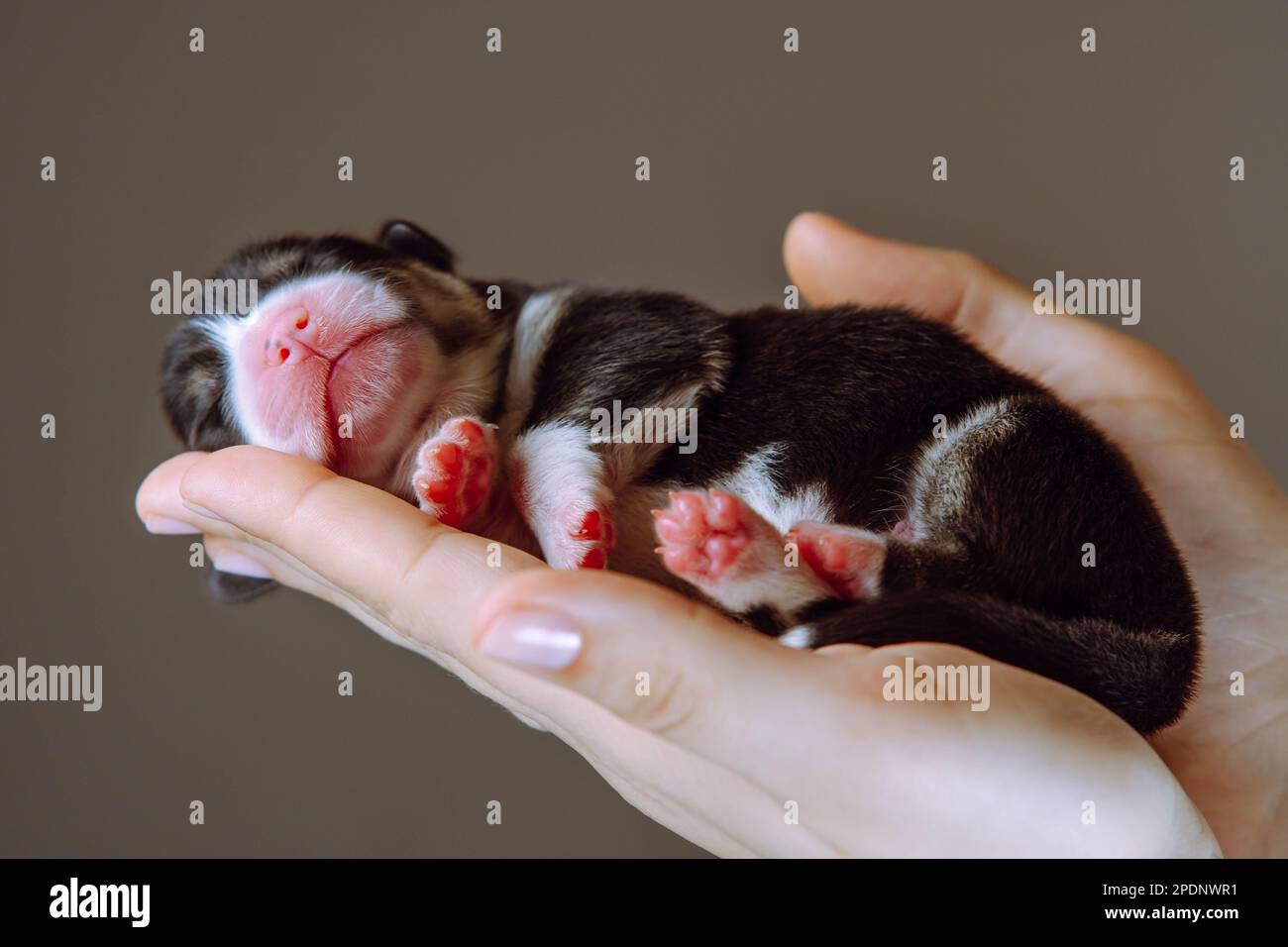 Close up unrecognizable human hands carefully holding small puppy of ...