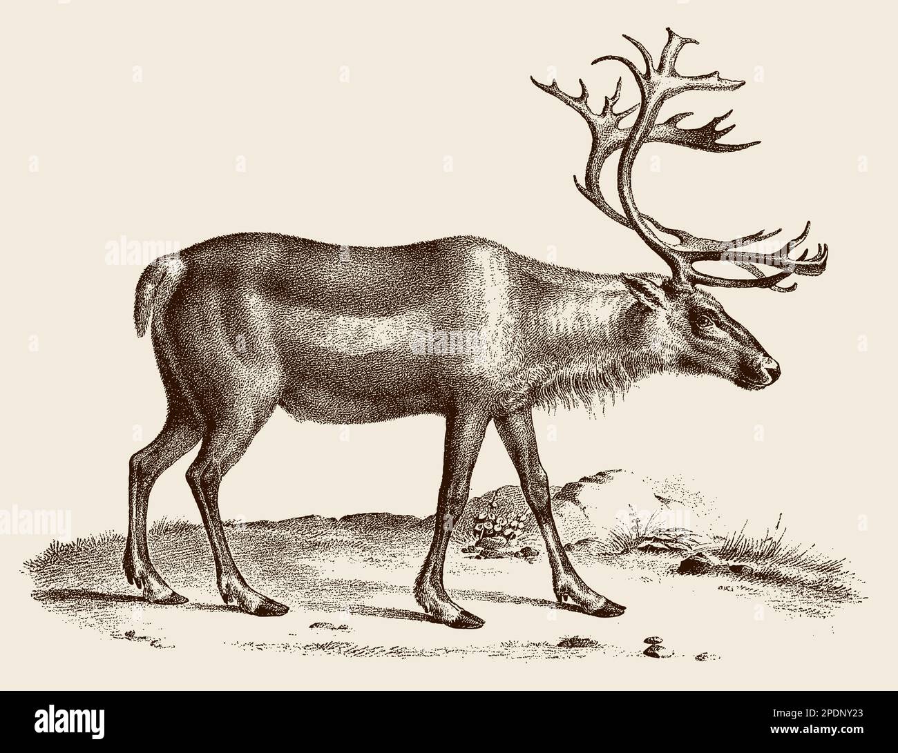 One caribou Stock Vector Images - Alamy