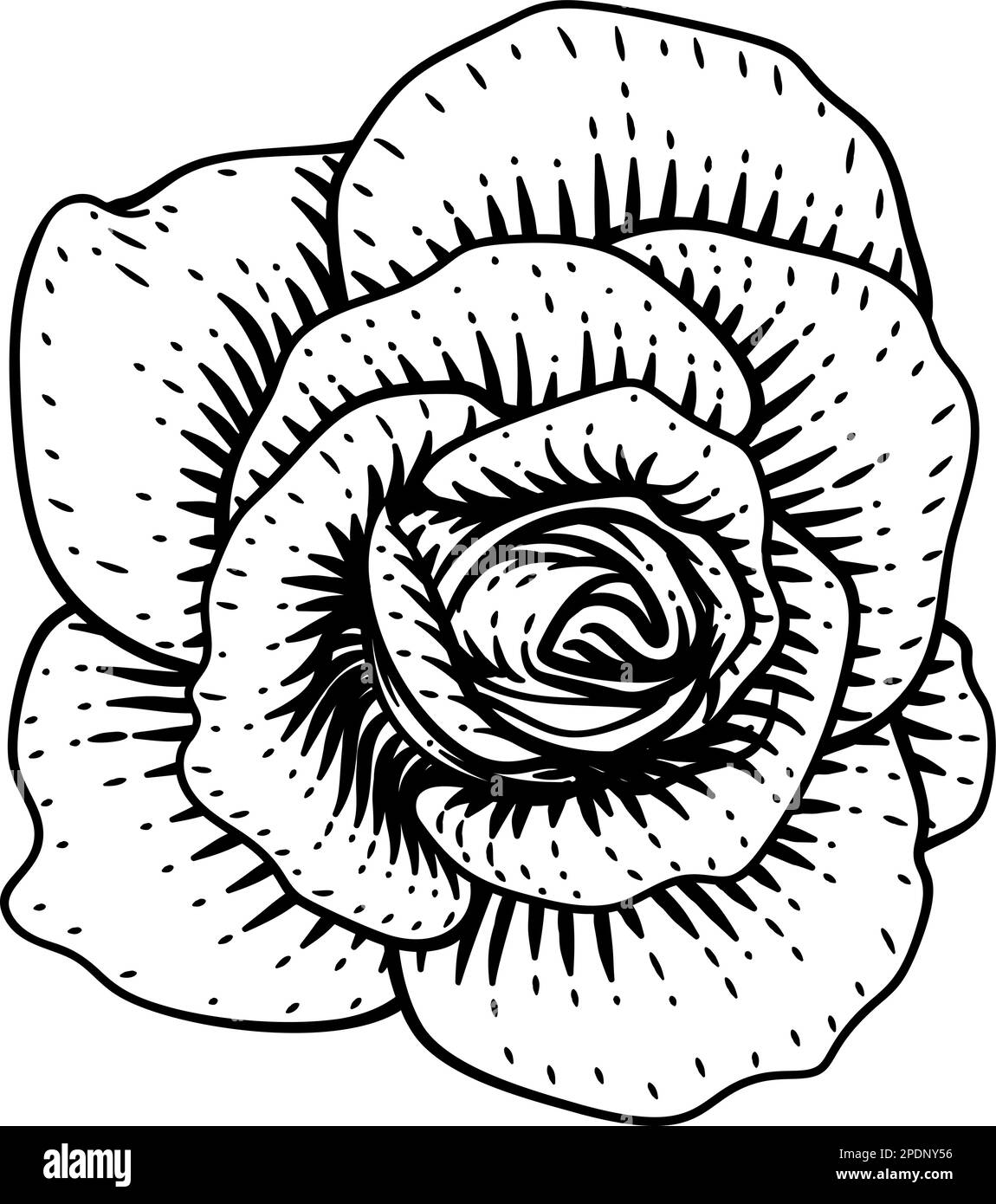 Vintage flower drawings hi-res stock photography and images - Alamy