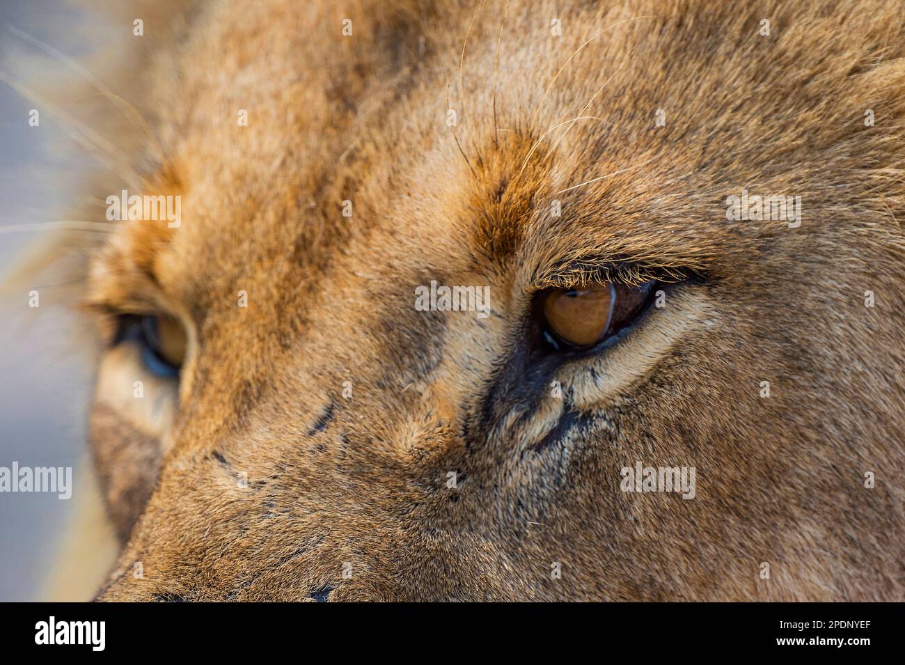 A close portrait of a large male Lion, Panthera Leo, eyes in hwange ...