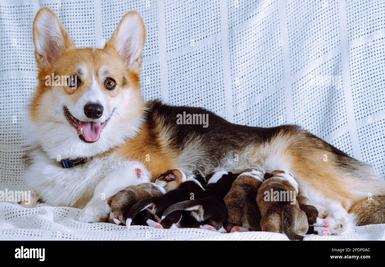 Funny cute red and white welsh corgi dog breastfeeding little puppies ...