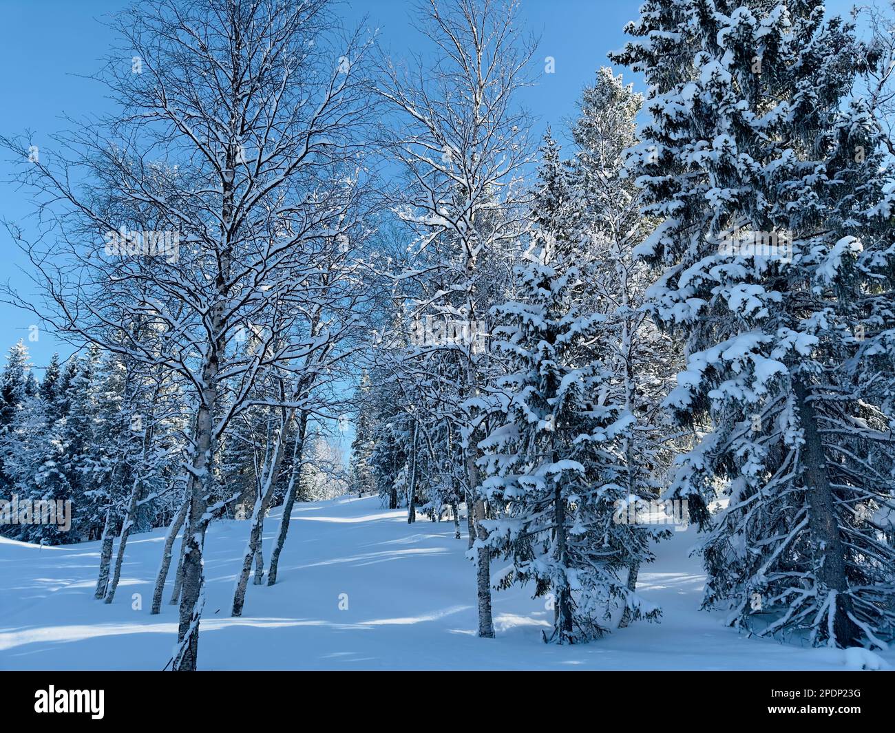 Beautiful winter woodland scene hi-res stock photography and images - Alamy