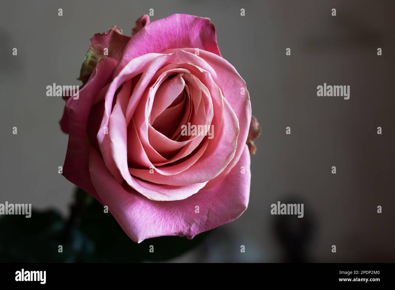 Creamy pink blush hi-res stock photography and images - Alamy