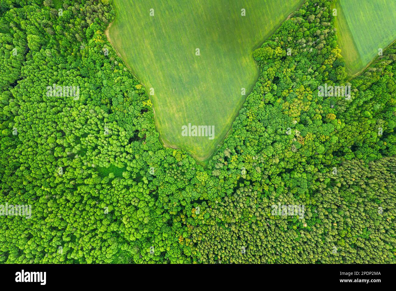 Aerial View Spring Green Field And Forest Landscape. Top View Of Field ...