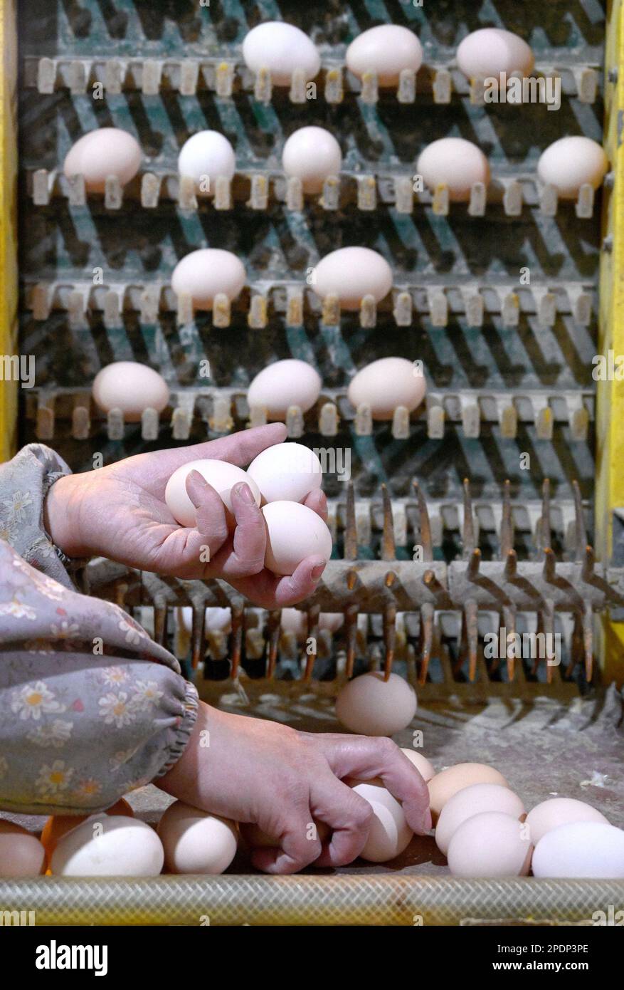 Picking machine hi-res stock photography and images - Alamy
