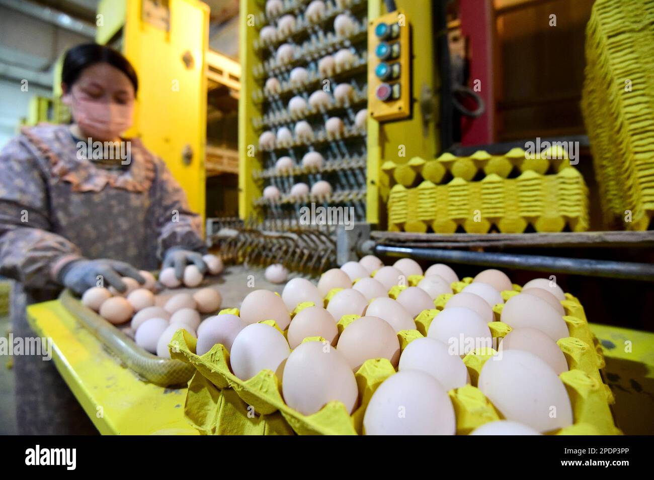 HANDAN, CHINA - MARCH 15, 2023 - A staff member picks up eggs in front ...