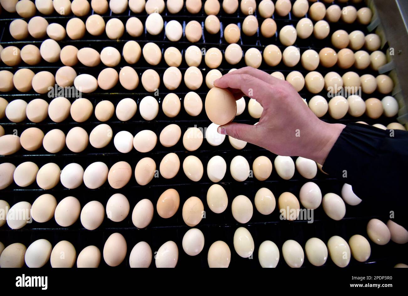 Cleaning chicken hi-res stock photography and images - Alamy