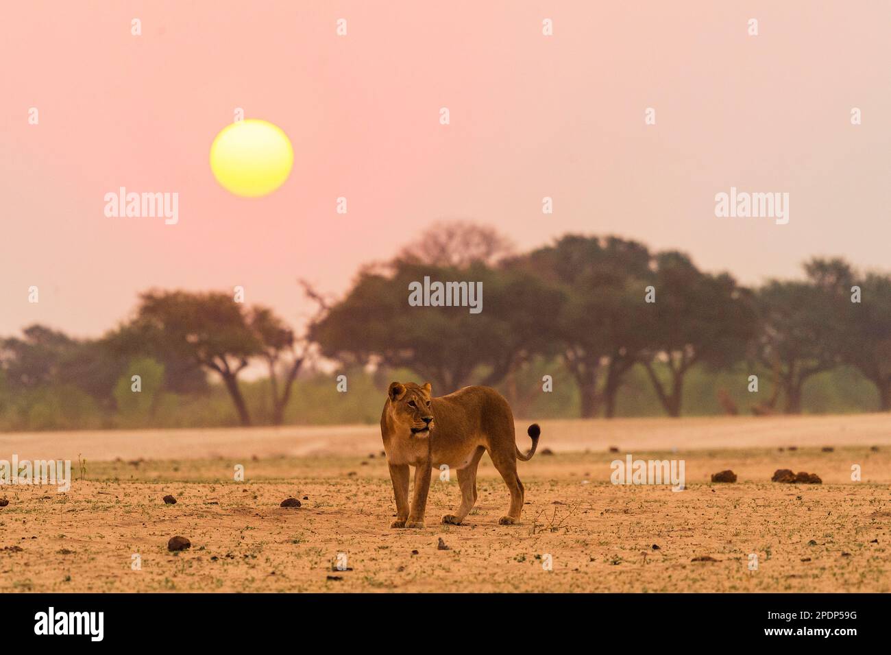 Lion in front of setting sun hi-res stock photography and images - Alamy