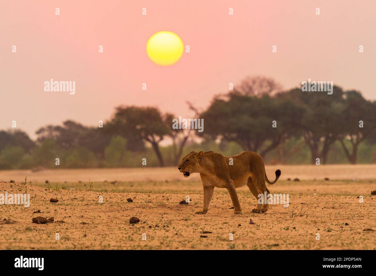 Female lion walking in front of setting sun hi-res stock photography ...