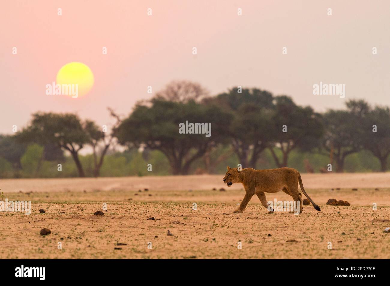 Lion walks in front of setting sun hi-res stock photography and images ...