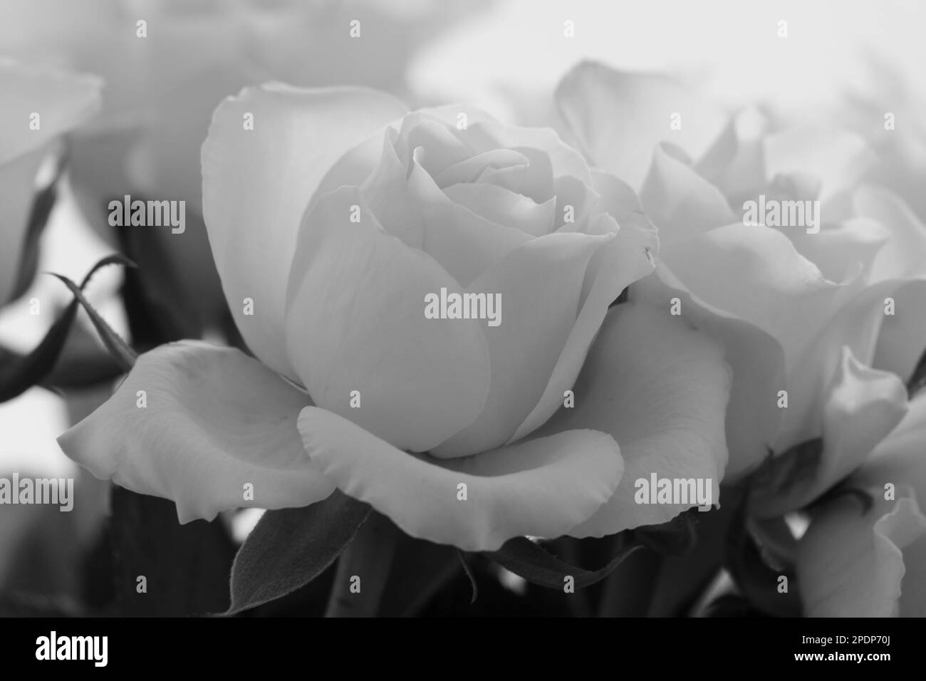 Funeral rose flower background with copy space Stock Photo - Alamy