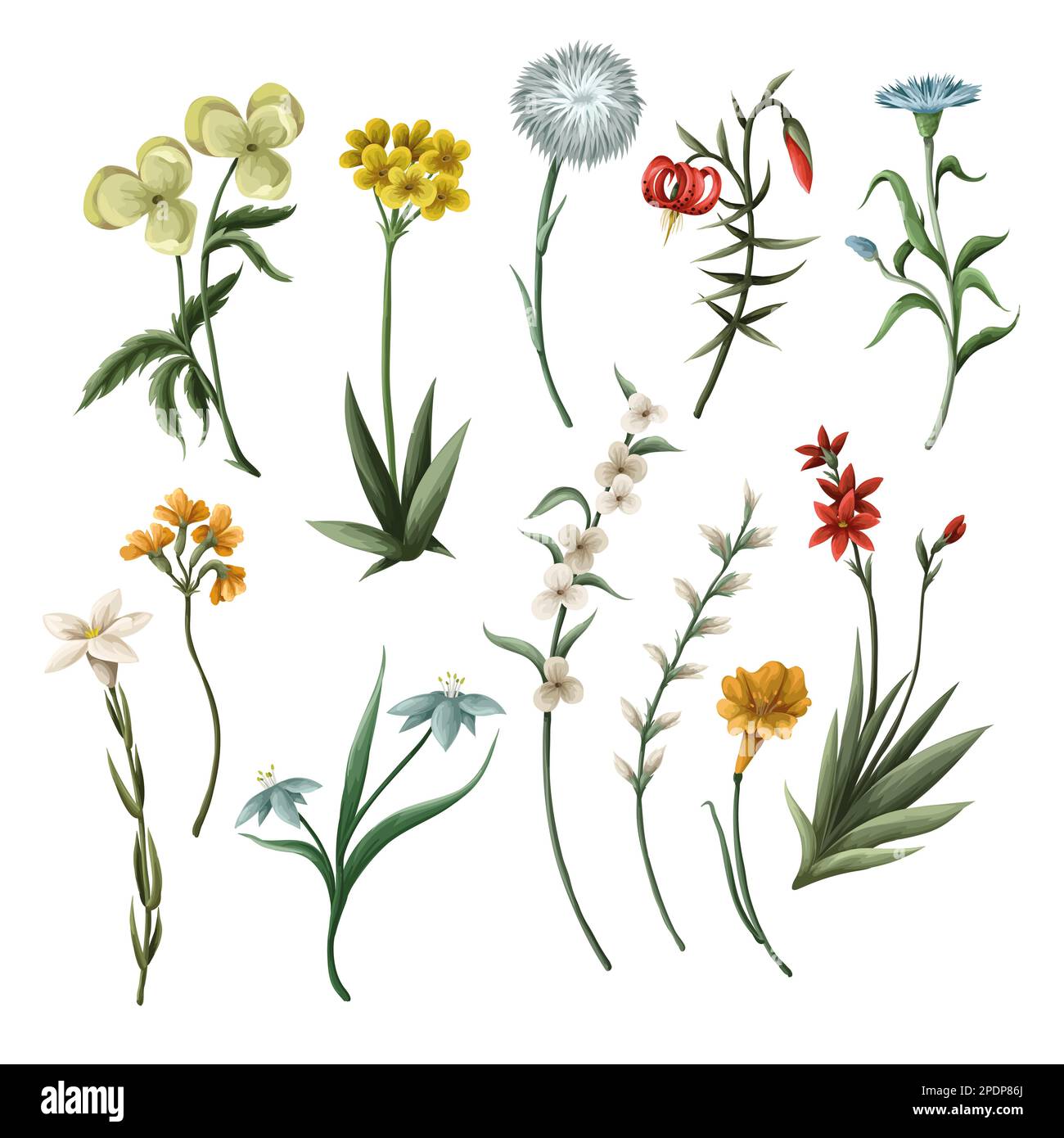 Beautiful meadow field wild flowers Stock Vector Images - Alamy