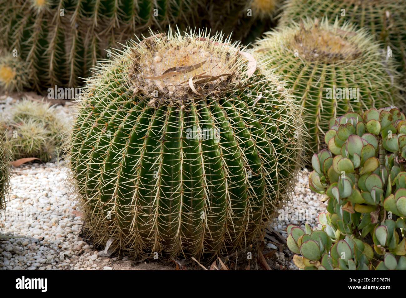 the ball cactus is a green plant with spikes Stock Photo - Alamy