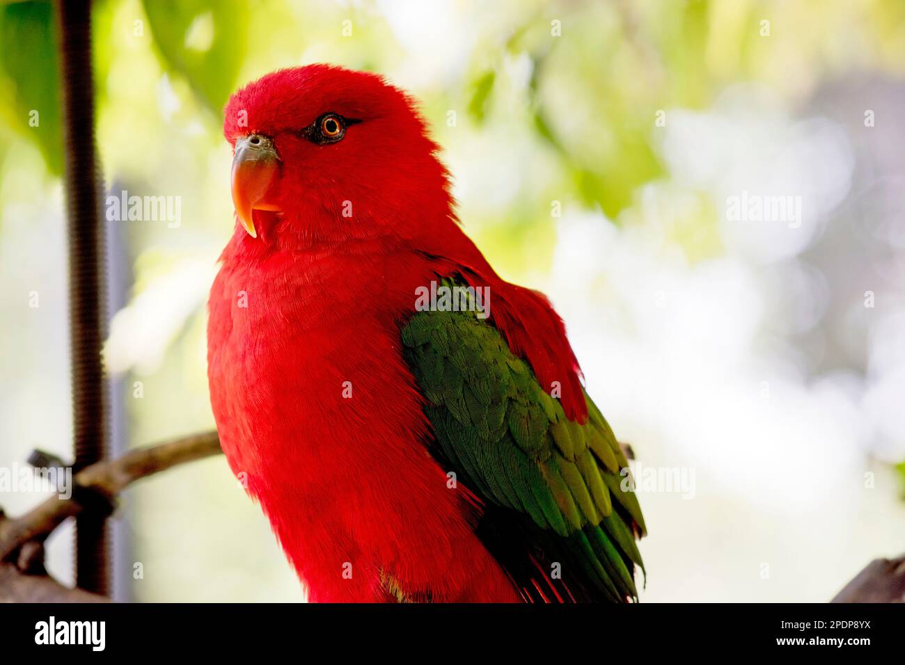 the chatting lory has a red body and green wings Stock Photo - Alamy