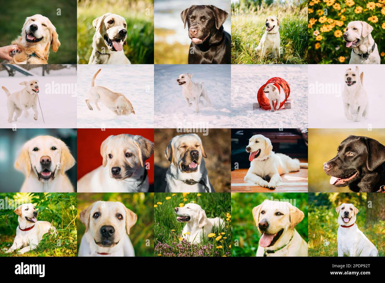 Close View Of Funny Young Happy Labrador Retriever. Smiling Dog bundle ...