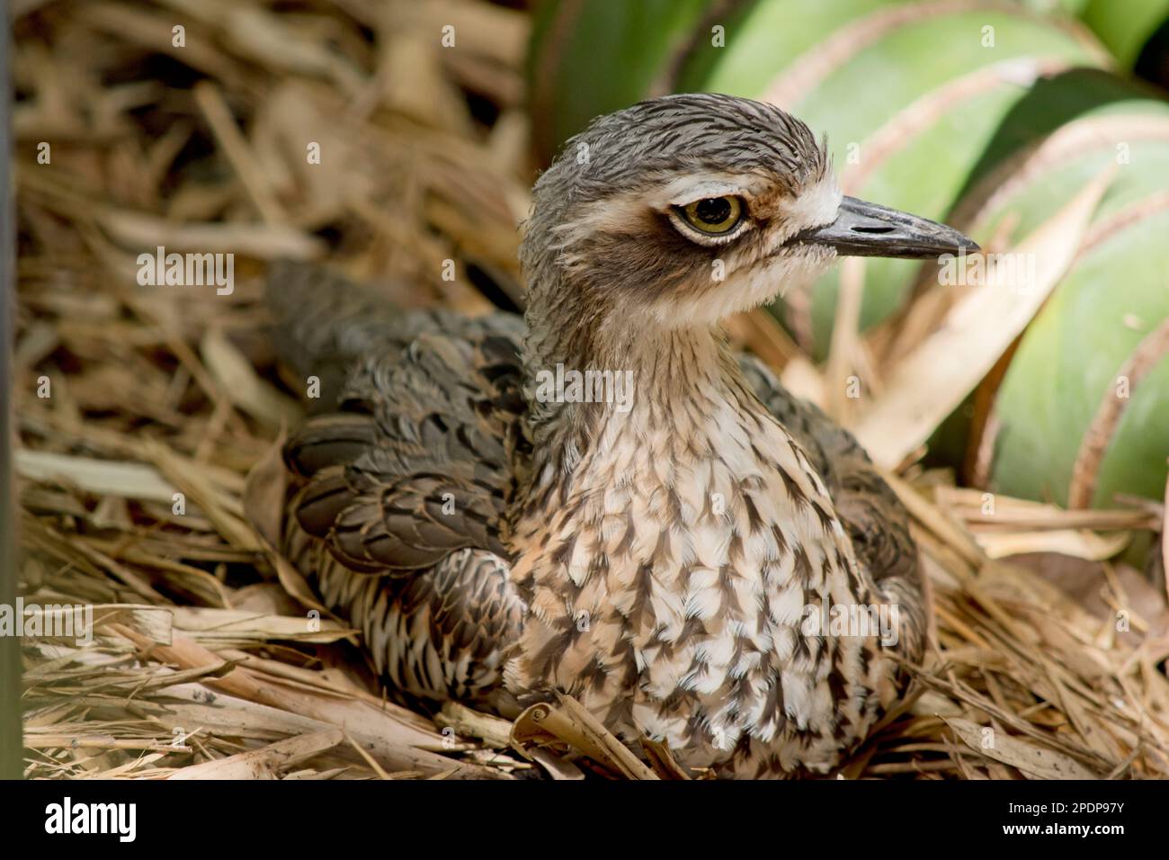 the bush stone curlew is laying in a nest Stock Photo - Alamy