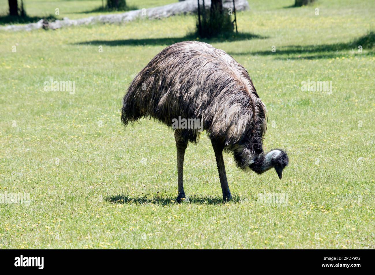 The australian emu is covered in primitive feathers that are dusky ...