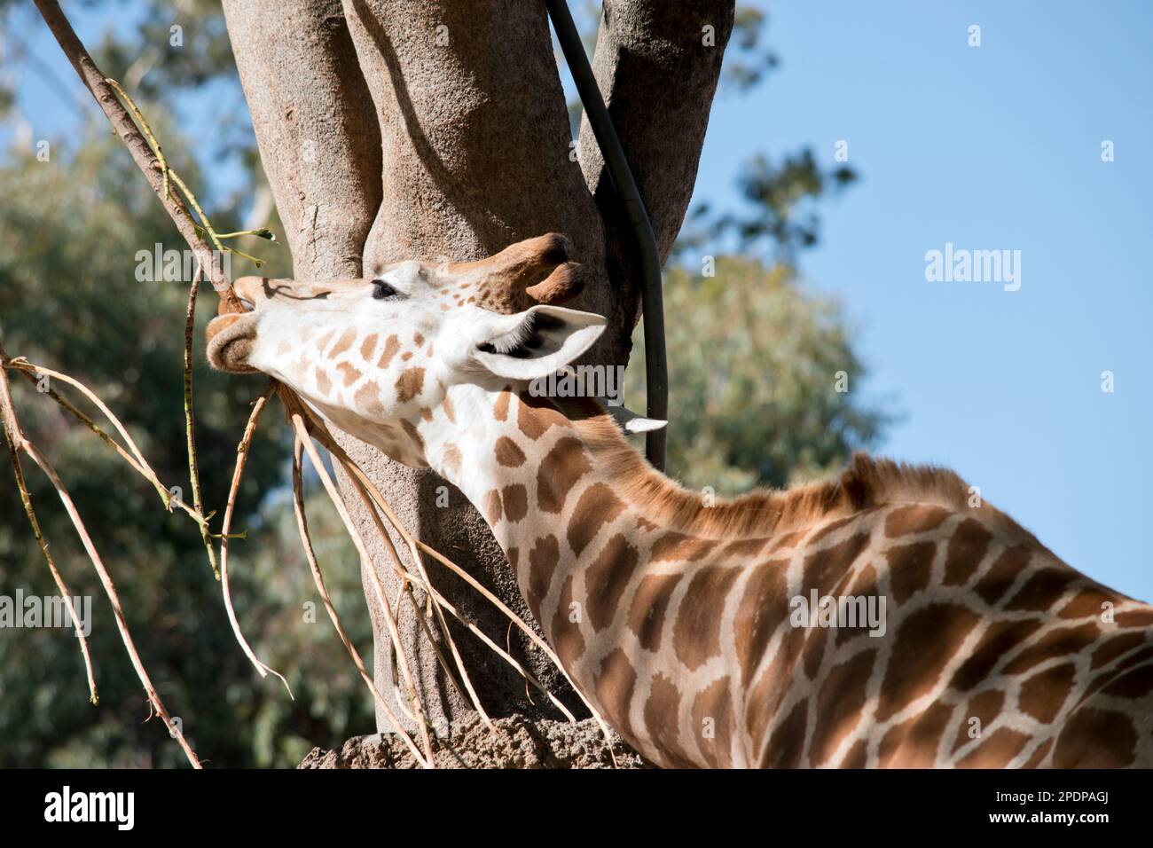 Giraffe feet hi-res stock photography and images - Alamy