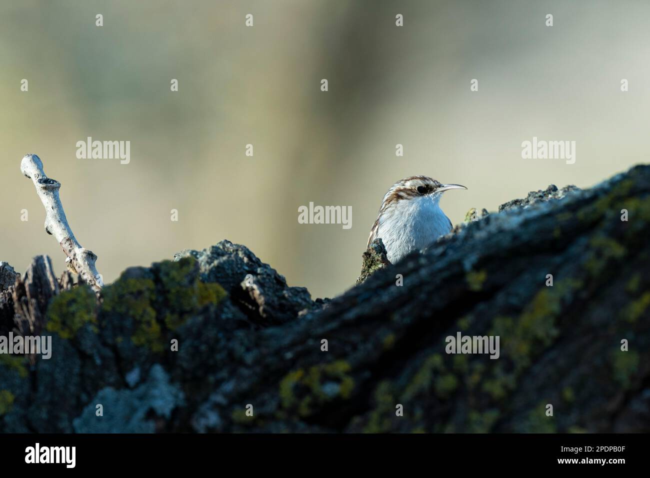 Short-toed treecreeper (Certhia brachydactyla Stock Photo - Alamy