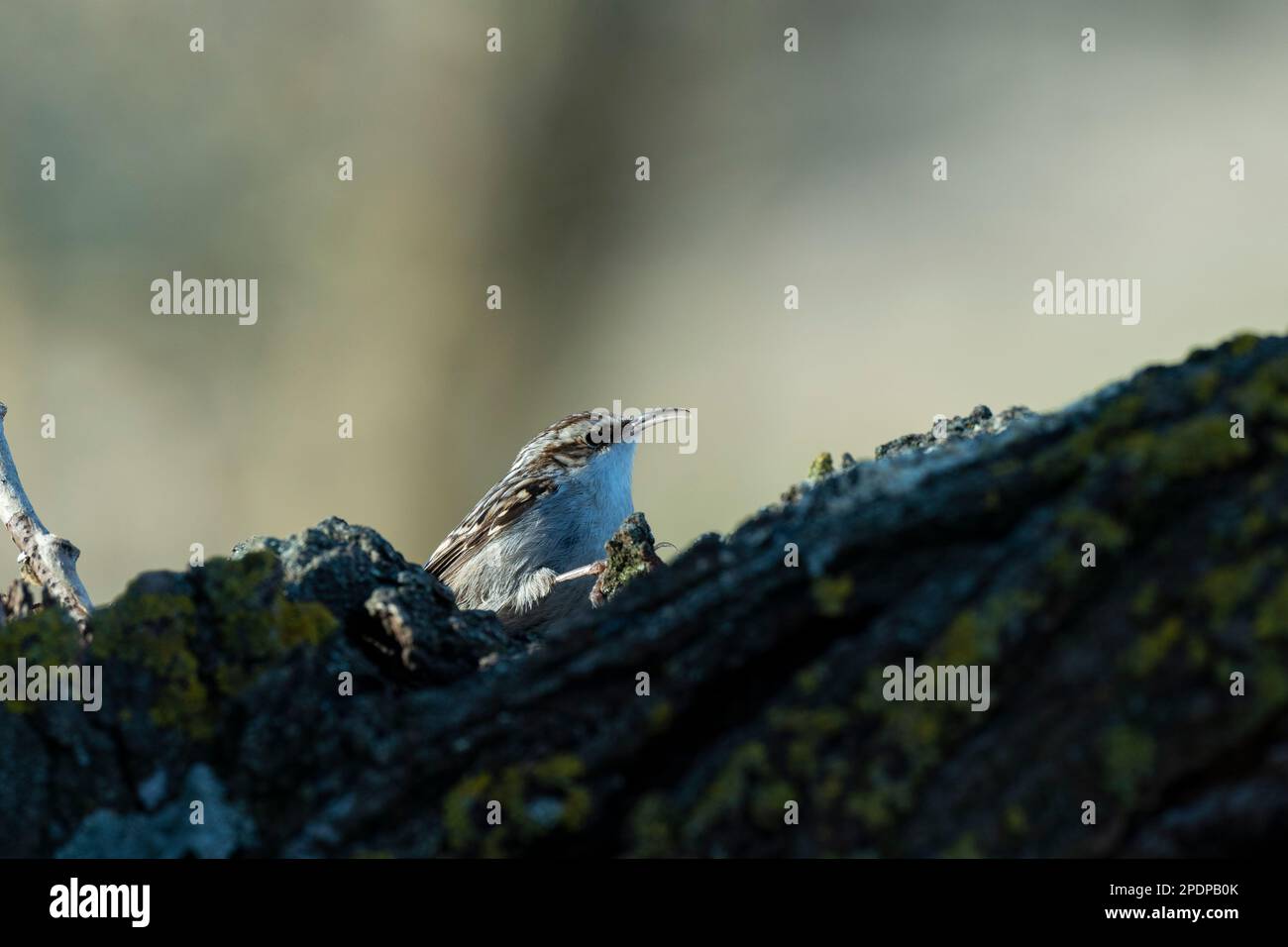 Short-toed treecreeper (Certhia brachydactyla Stock Photo - Alamy