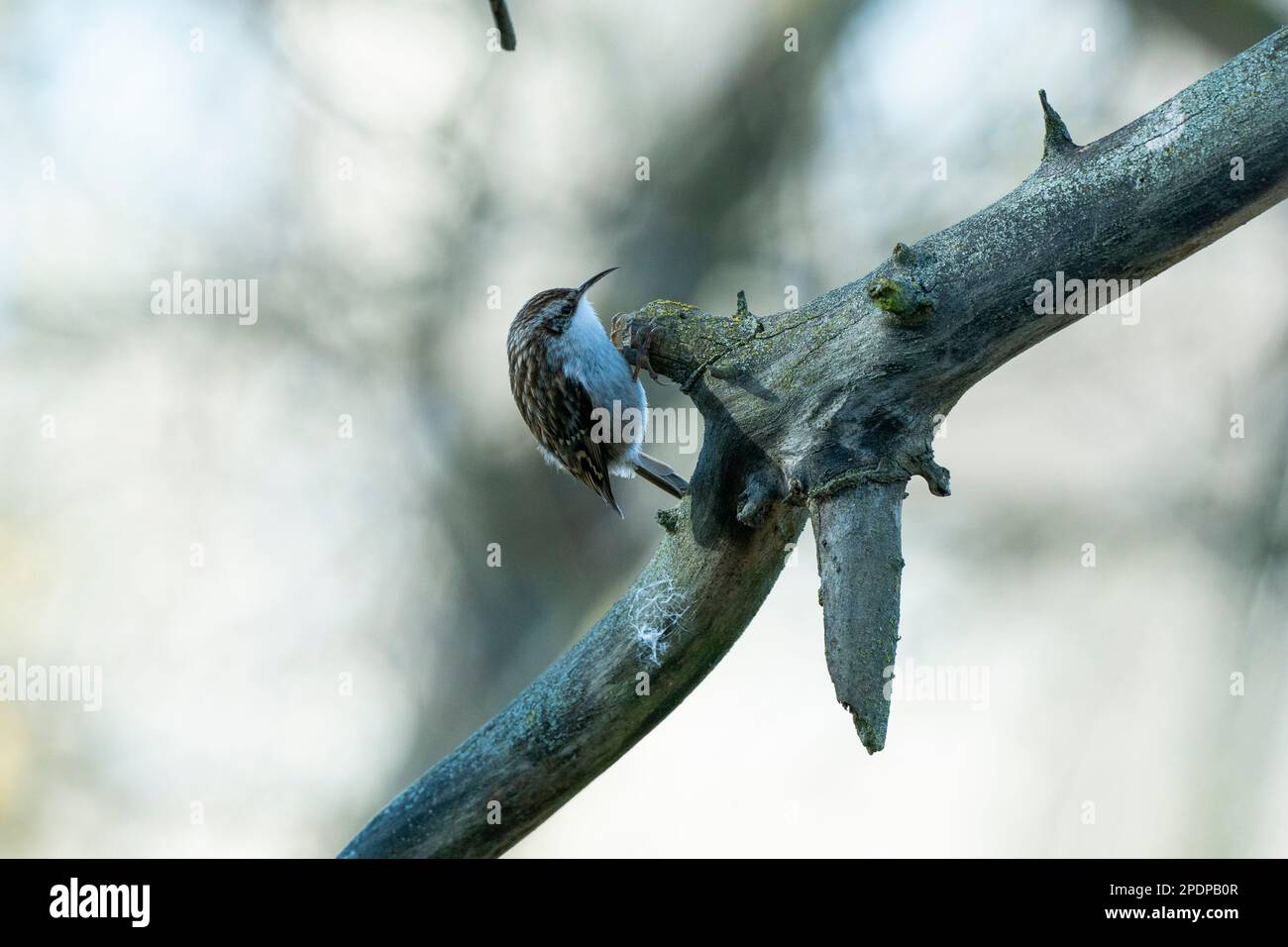 Short-toed treecreeper (Certhia brachydactyla Stock Photo - Alamy