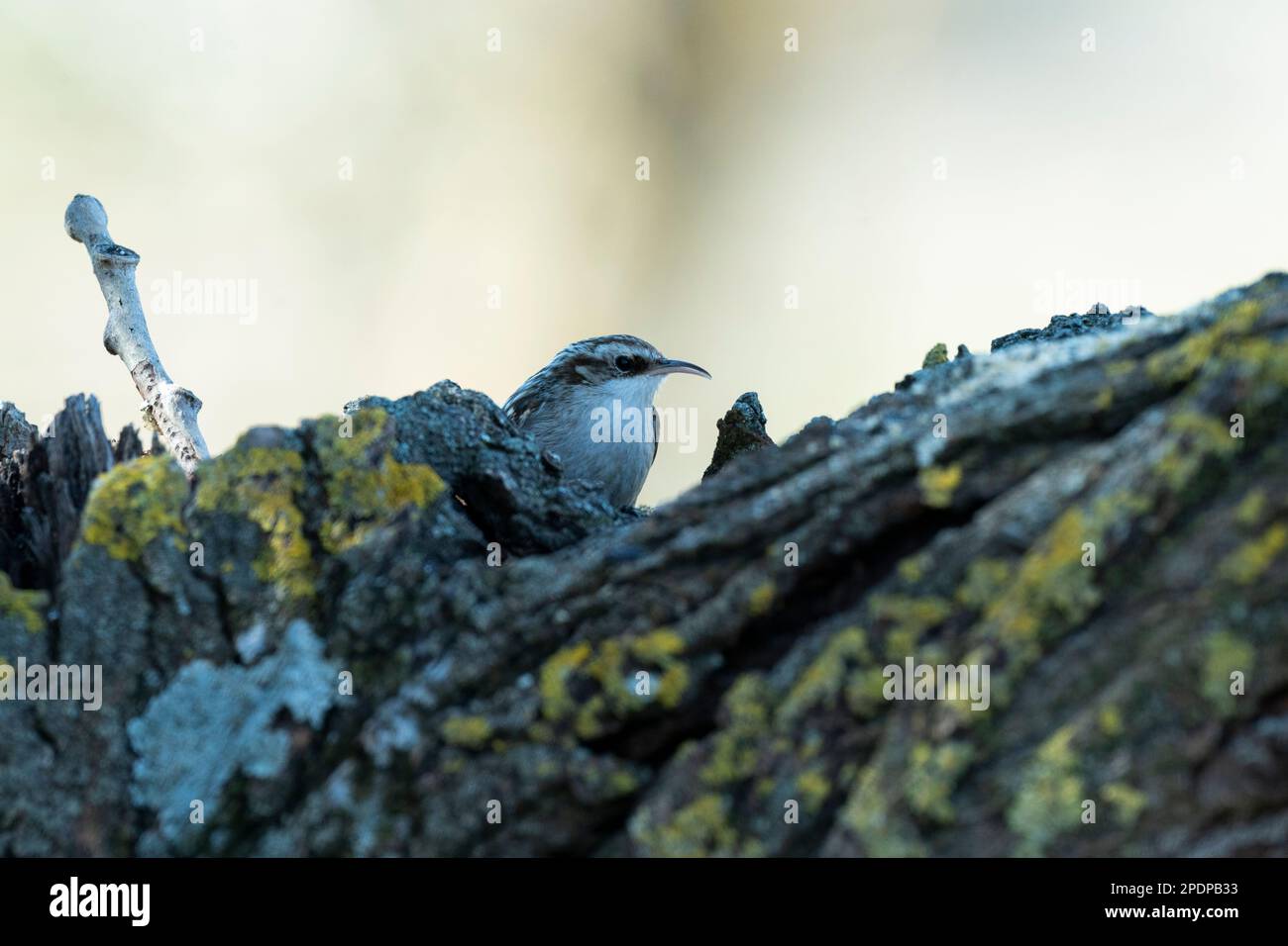 Short-toed treecreeper (Certhia brachydactyla Stock Photo - Alamy