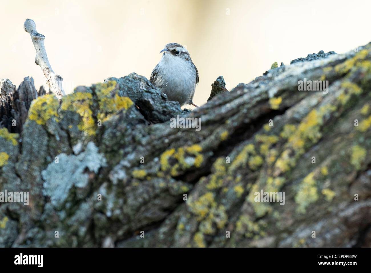Short-toed treecreeper (Certhia brachydactyla Stock Photo - Alamy