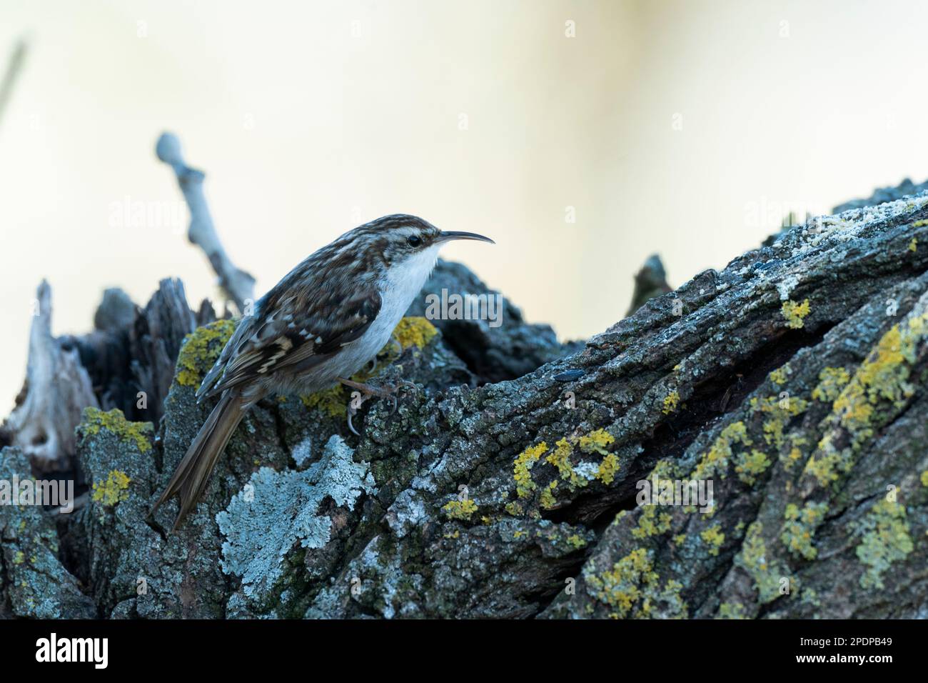Short-toed treecreeper (Certhia brachydactyla Stock Photo - Alamy