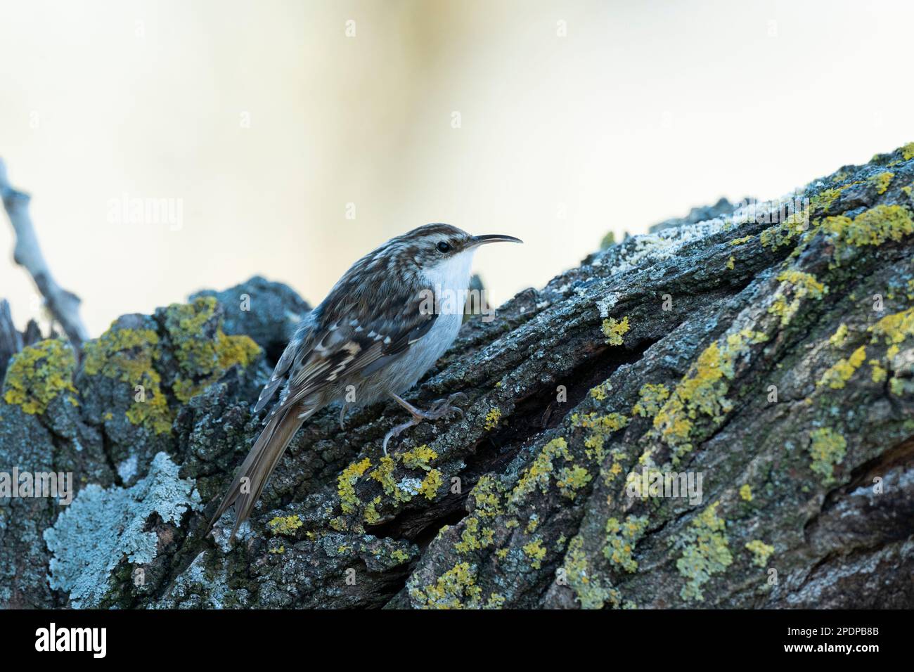 Short toed tree hi-res stock photography and images - Alamy