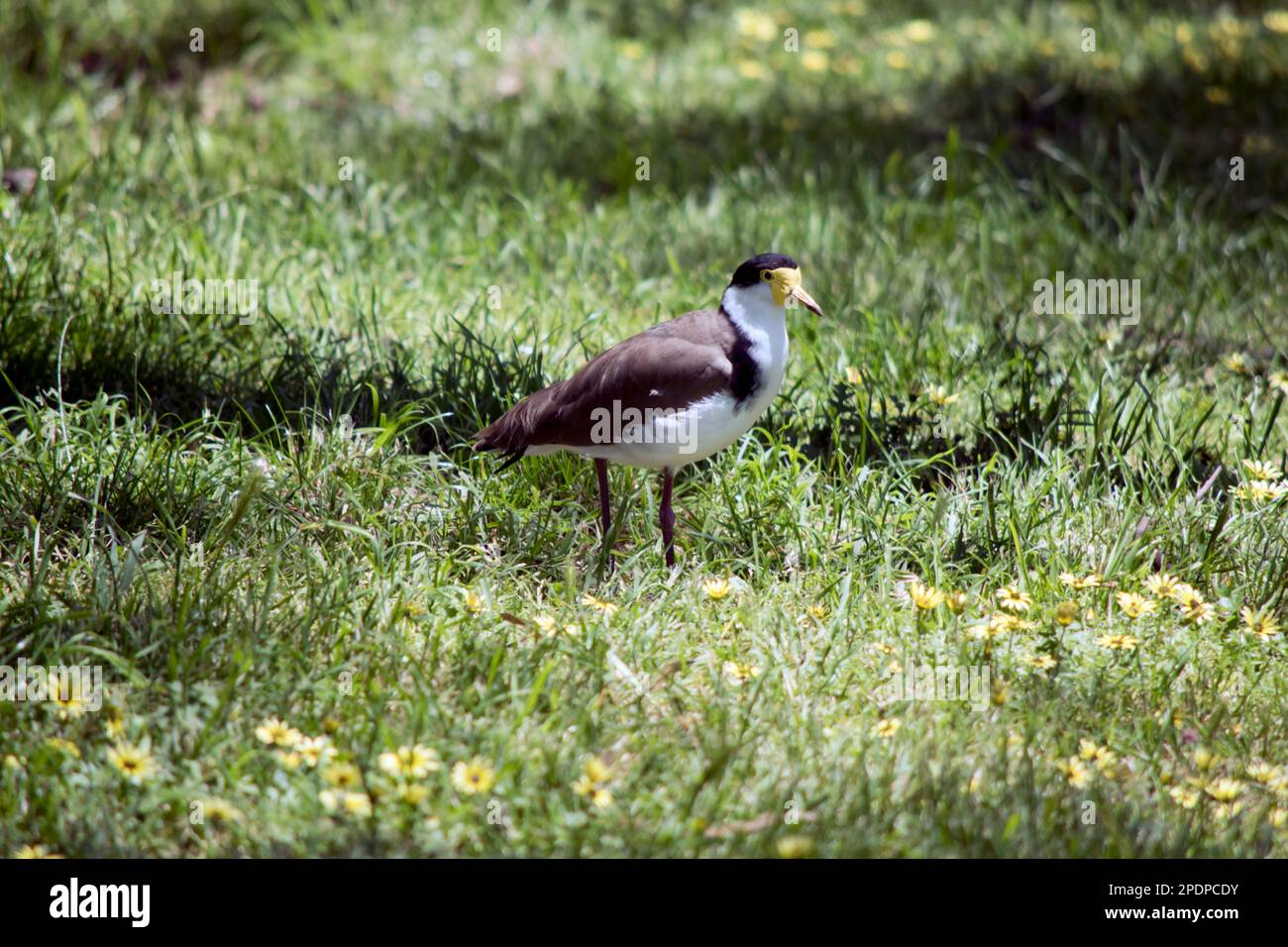 Black and white plover hi-res stock photography and images - Alamy