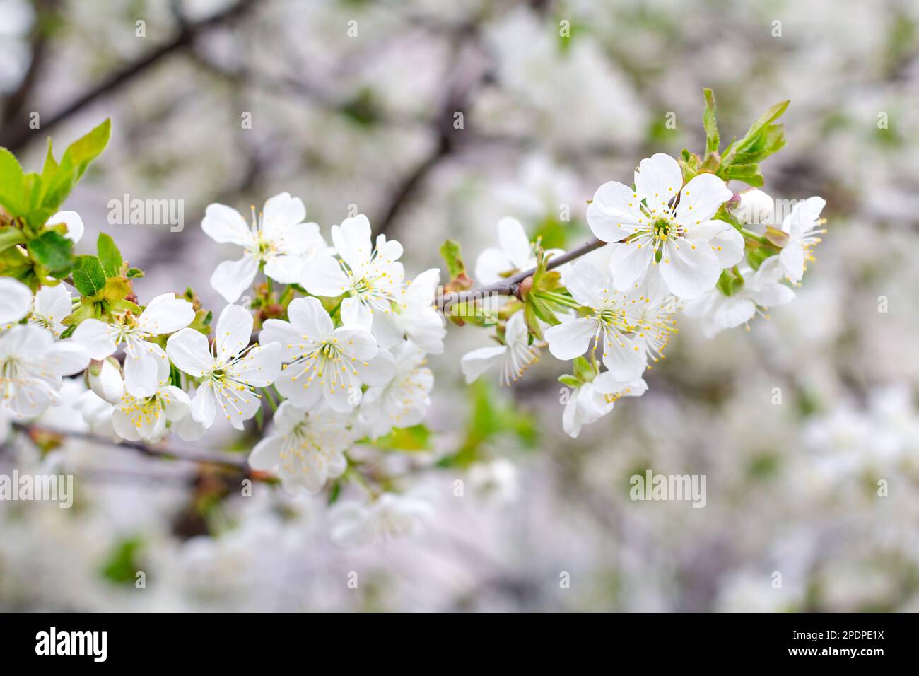 Branches of a blooming cherry tree in the orchard Stock Photo - Alamy