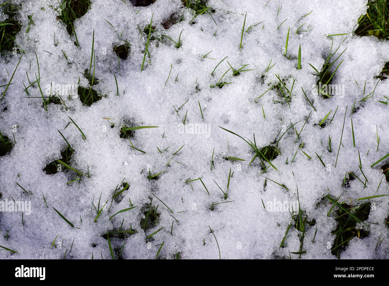 Closeup lawn with grass partially covered by melting snow in a Dutch ...