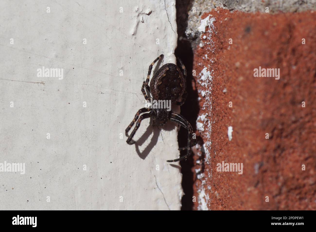 Closeup walnut orb-weaver spider (Nuctenea umbratica), family Araneidae ...