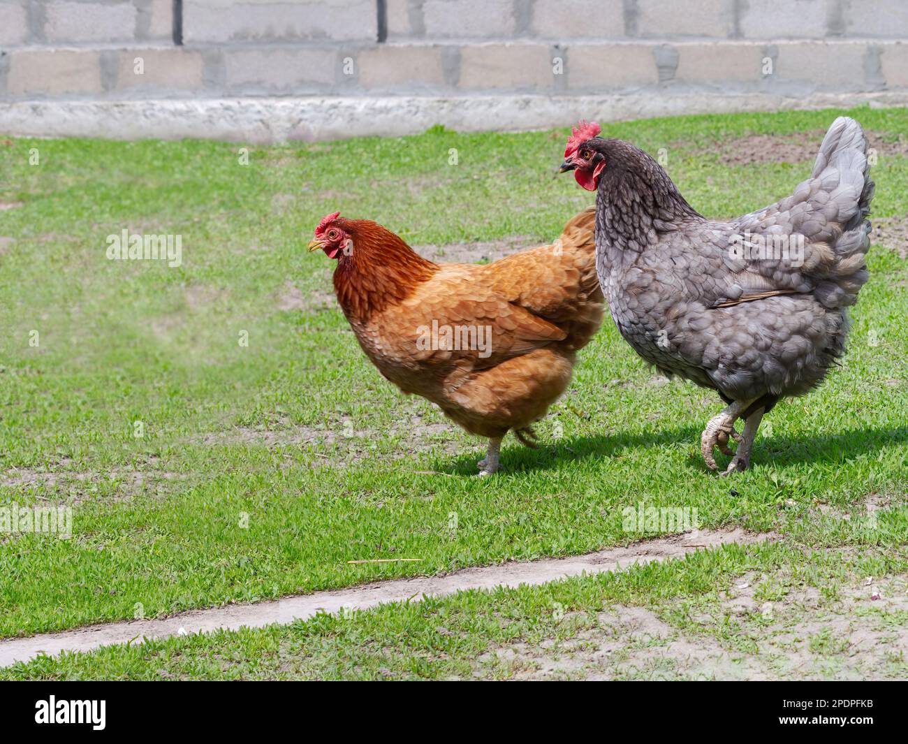 Hens in yard walking hi-res stock photography and images - Alamy