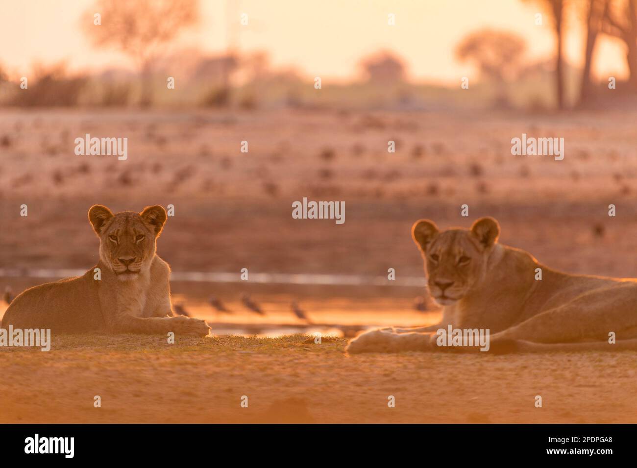 A pride of African Lion, Panthera Leo, at Ngweshla pan in Zimbabwe's ...