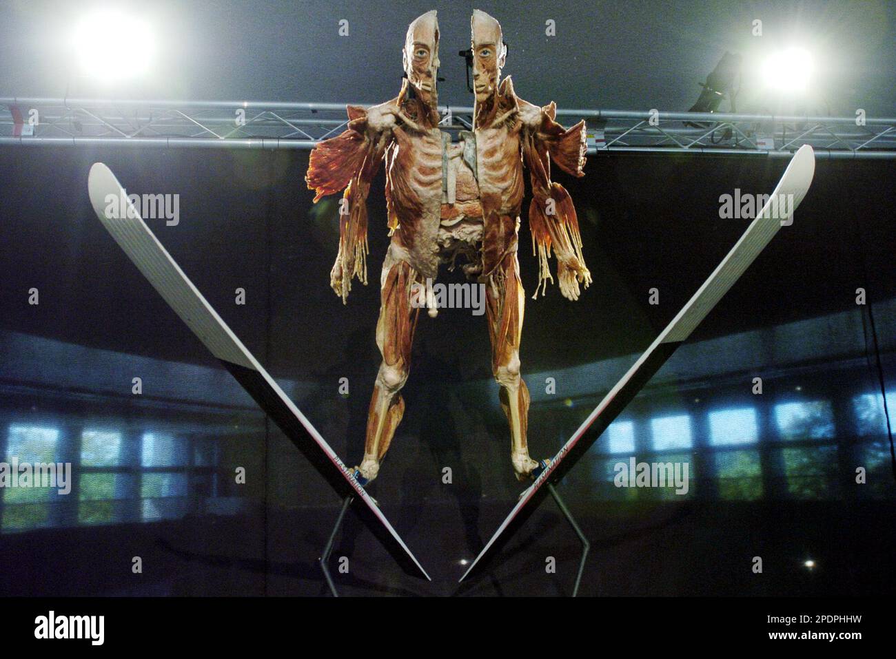 Human specimens are on display at German pathologist Gunther von Hagens ...