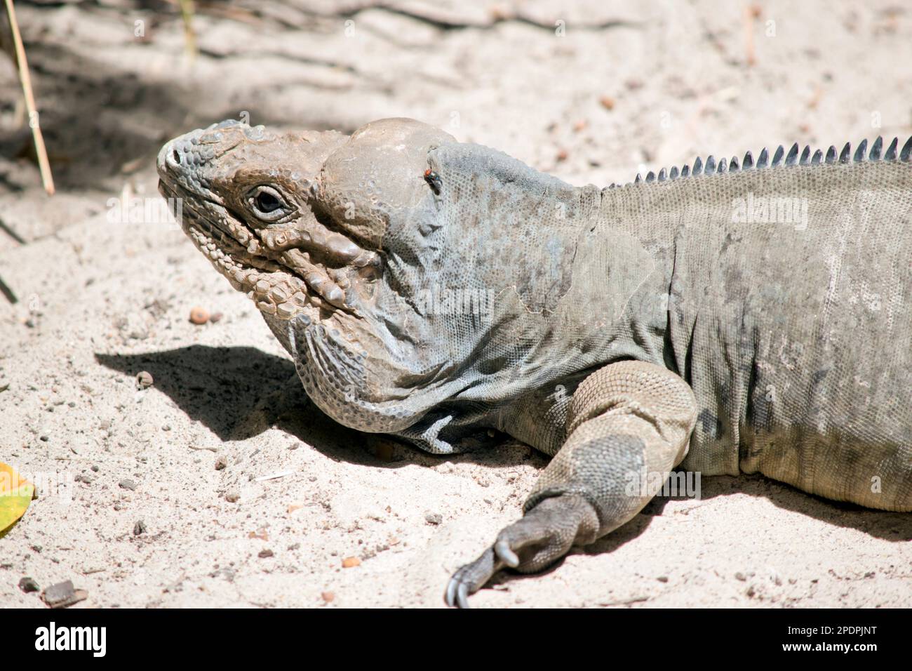 rhinoceros iguanas have large, heavy-bodied lizard with a uniform gray ...