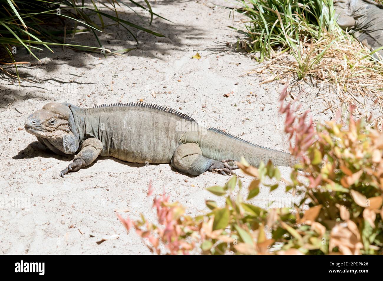 rhinoceros iguanas have large, heavy-bodied lizard with a uniform gray ...