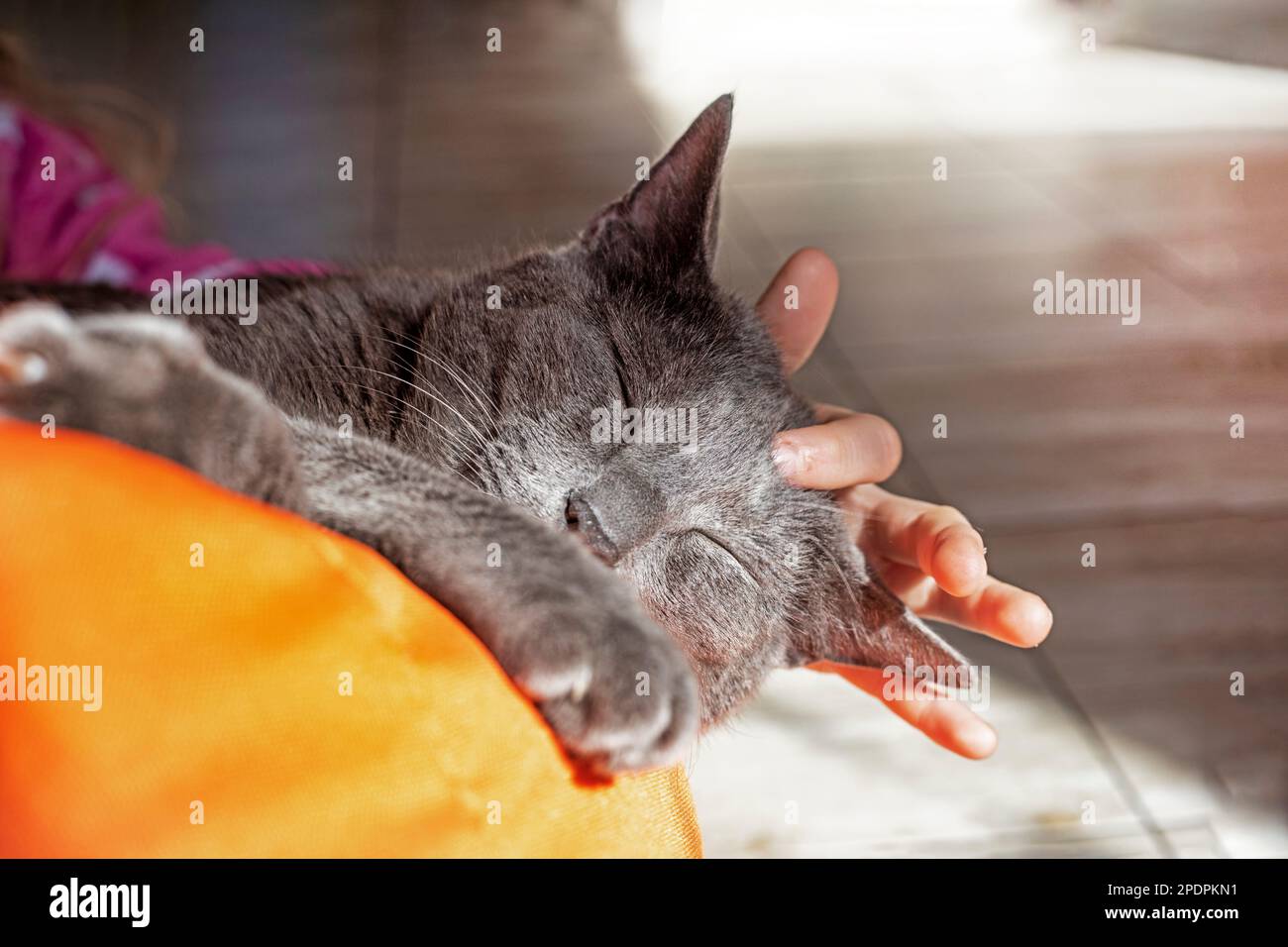 child's hand scratching the head of a cute gray Burmese cat on an ...