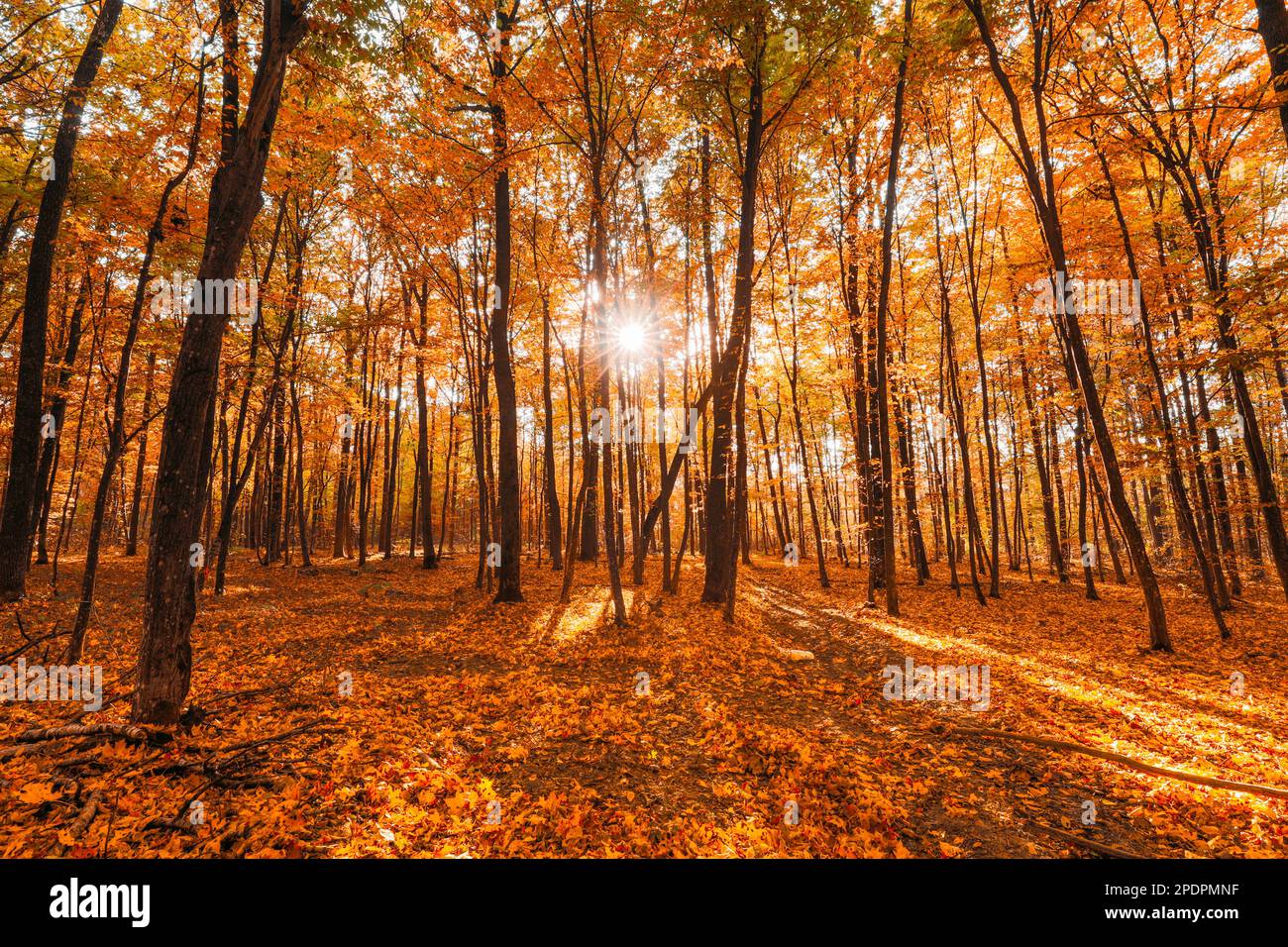 Bright Autumn Forest During Beautiful Sunset Evening. Sun Sunlight ...
