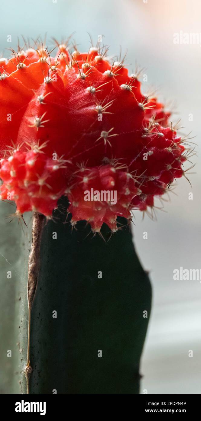 A close-up shot of a small red cactus plant featuring long protruding ...