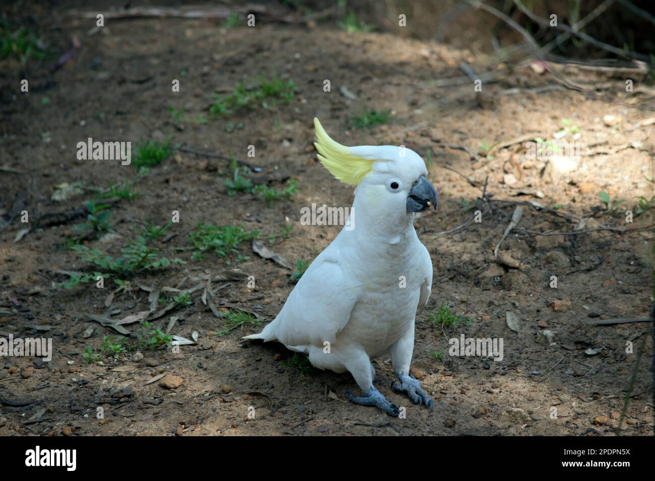 the sulphur crested cocakotoo is all white with a yellow crest and a ...