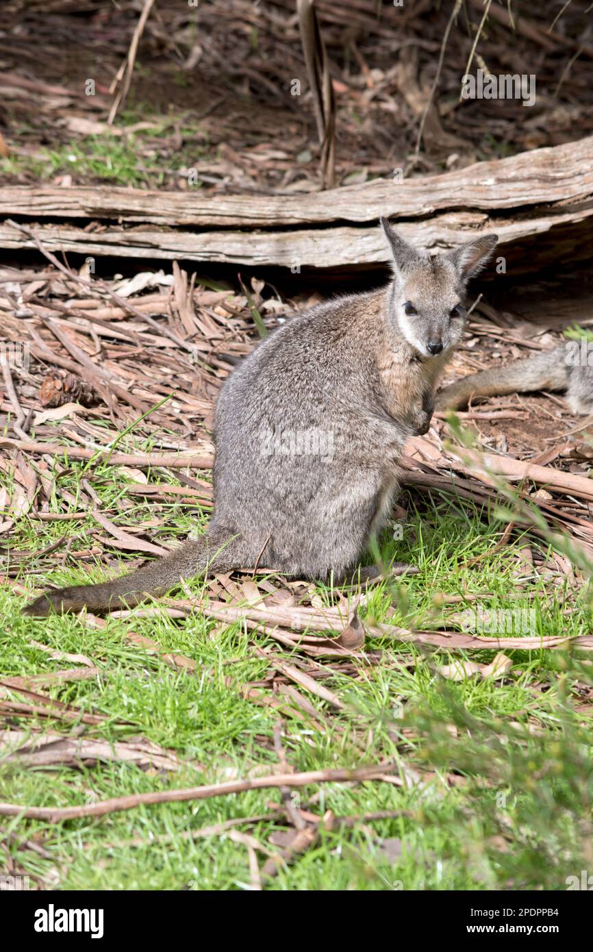 the tammar wallaby is standing on her hind legs Stock Photo - Alamy