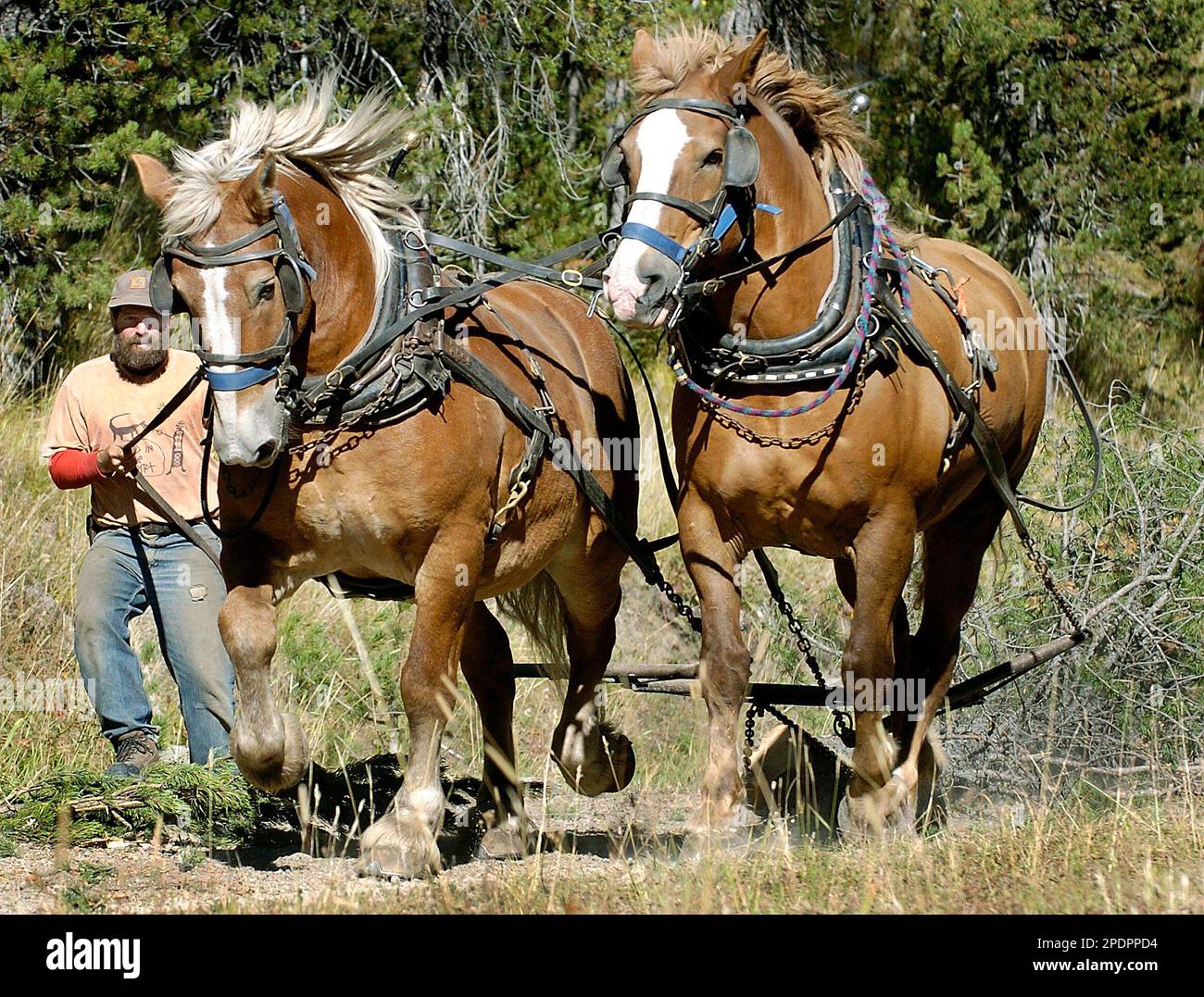 ** ADVANCE FOR WEEKEND OCT. 1-2 ** David Sturman, of St. Ignatius, Mont ...